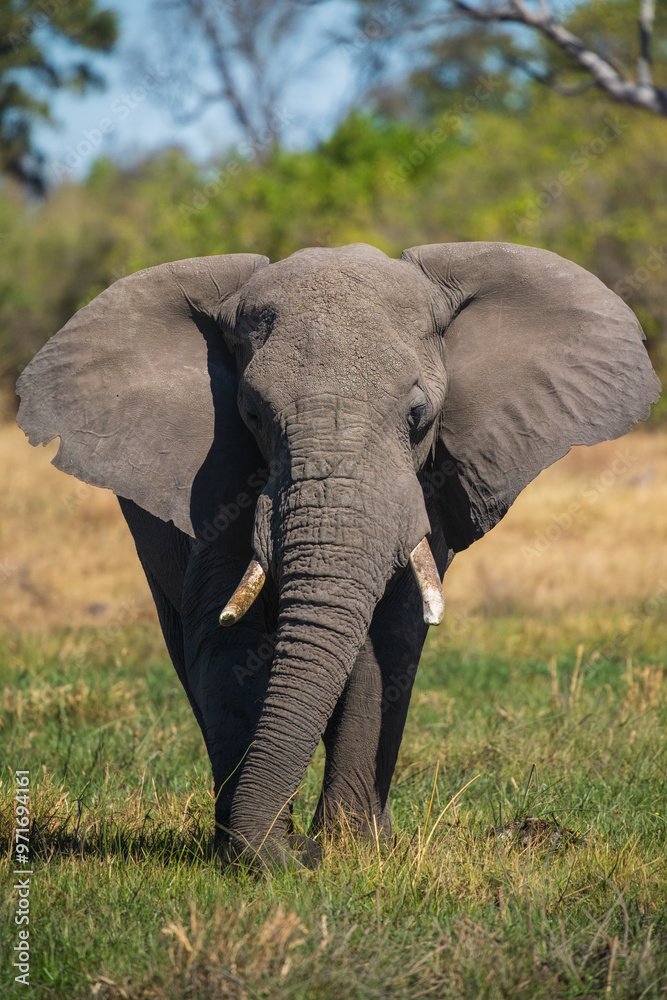 Elephants with baby in Moremi game reserve Africa, Elephants taking a ...