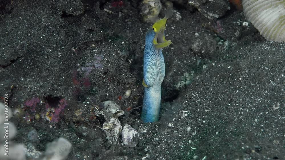 A blue moray eel (male) sits in a burrow on the bottom of a tropical ...