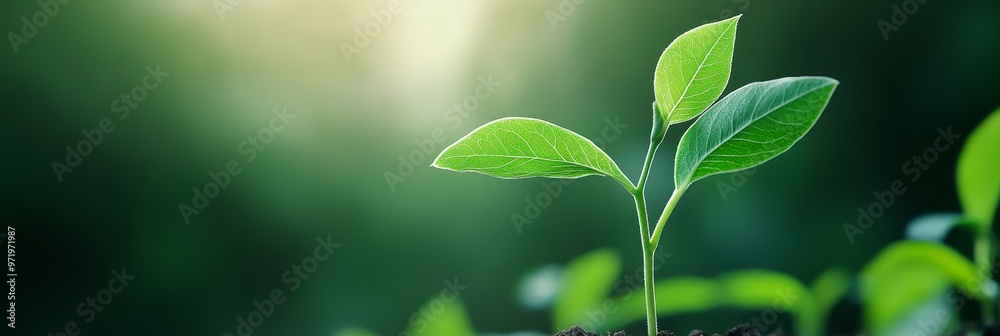 A close-up of a young sapling with vibrant green leaves emerging from ...