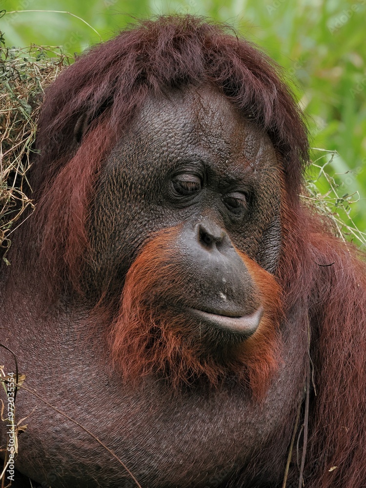 potrait close up orangutans or pongo pygmaeus, orangutans or pongo ...