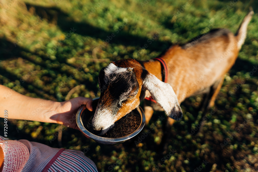 Woman feeding Nubian goats oats from a bowl on her free-range farm. The ...