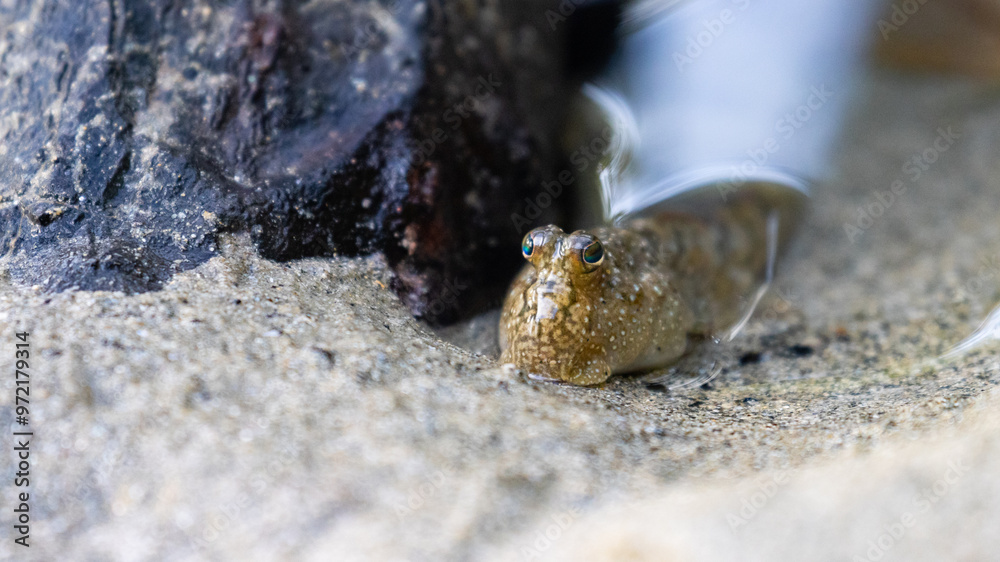 Close-up on a beautiful mudskipper (oxudercinae) in daintree rainforest ...