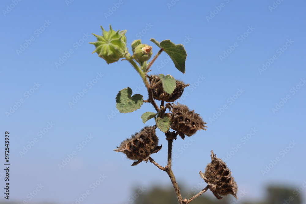 flower and seed pods of Abutilon theophrasti, also known as Velvet ...