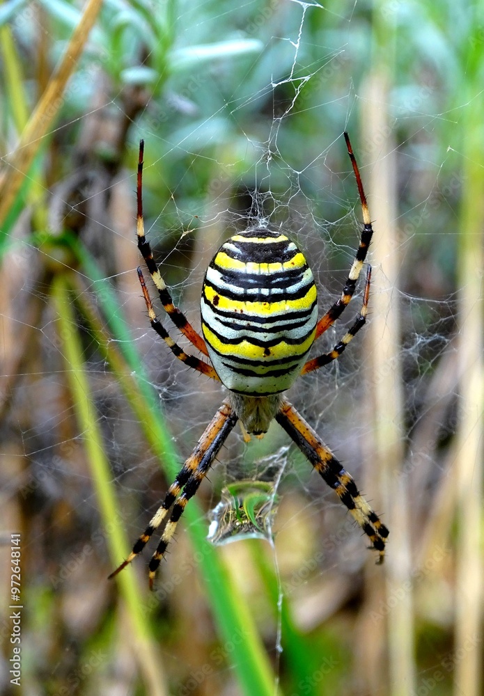 Argiope bruennichi commonly known as the Banded Spider, Horned Spider ...