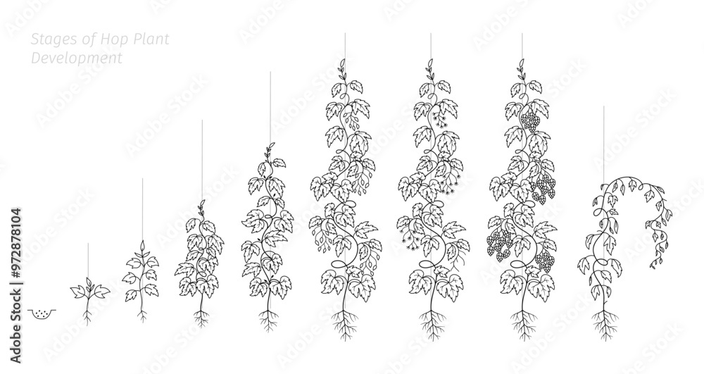 Stages of Hops Growth. The life cycle. Vector editable outline line ...