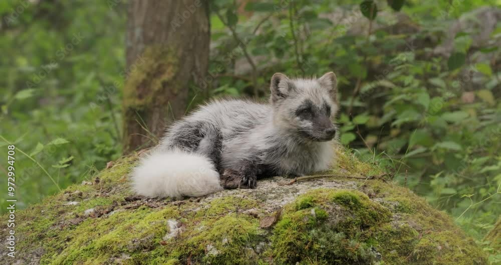 Arctic fox (Vulpes lagopus) also known as the white fox, polar fox, or ...