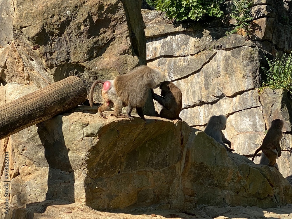 affe, tier, säugetier, wild lebende tiere, pavian, wild, natur ...