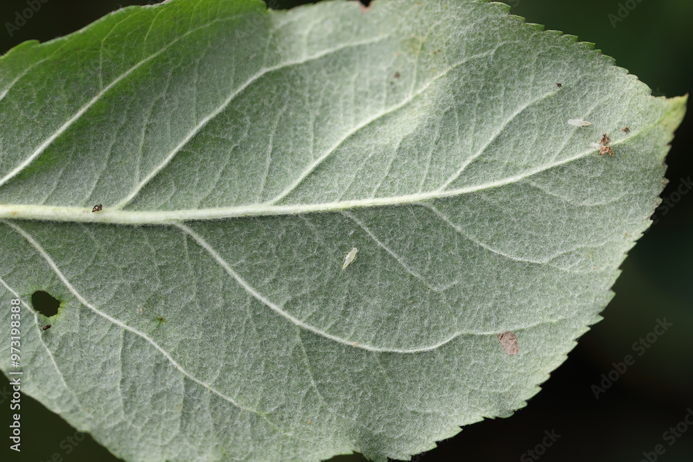 Larvae, nymphs of leafhoppers, Cicadellidae on the underside of apple ...