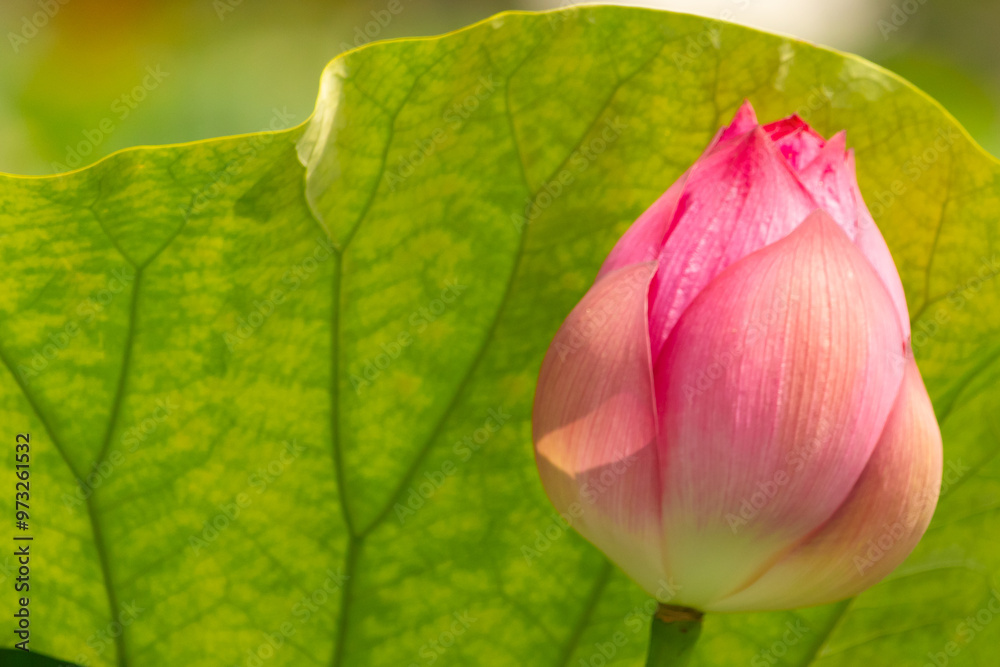 This beautiful bud of an Indian lotus flower is really large. The ...