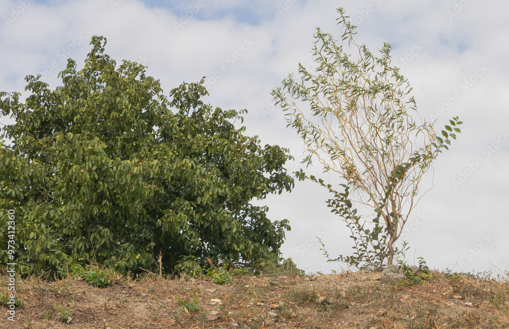 A photo of two trees on top of a hill. One tree is small and leafy ...