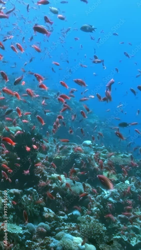 Discover colorful coral reef teeming with vibrant marine life. Witness ...