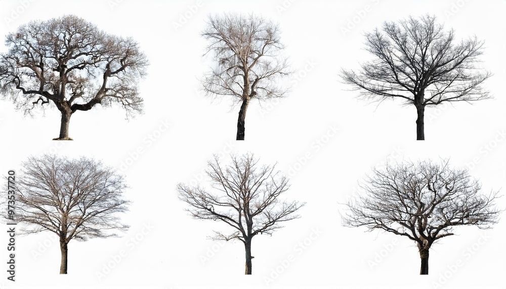 four different trees with no leaves Stock Photo | Adobe Stock