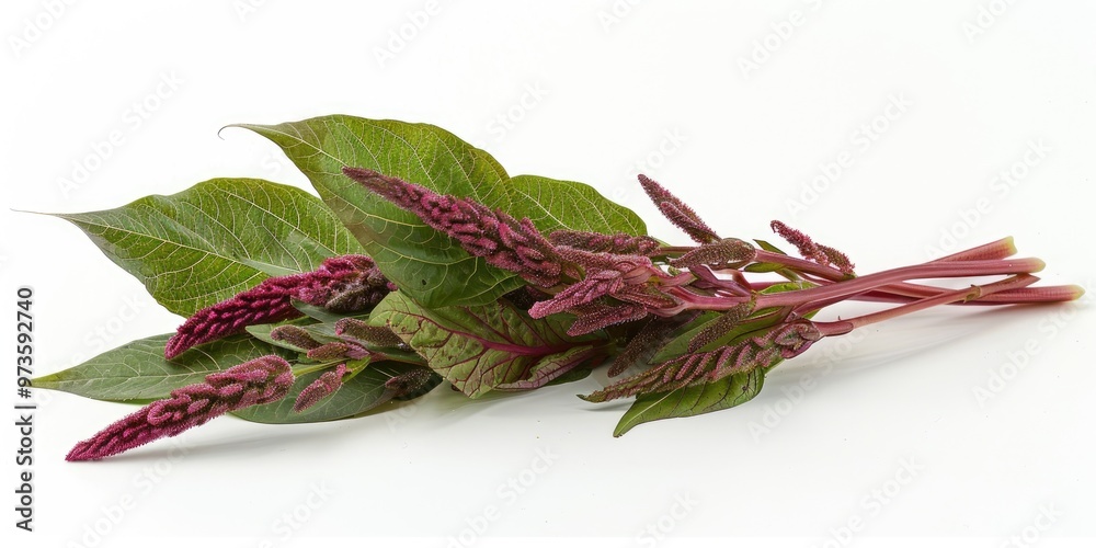 Stem amaranth, also known as Amaranthus tricolor, is a leafy vegetable ...