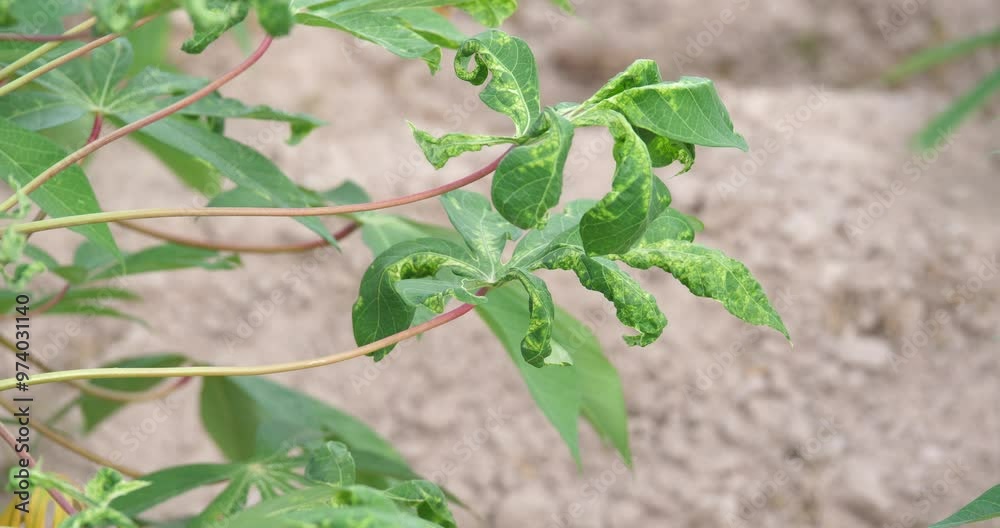 Cassava leaf spot disease, cassava leaf virus, cassava disease Stock ...