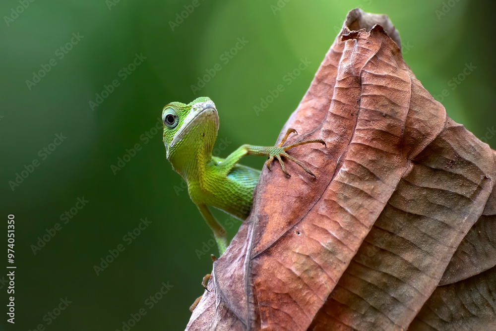 Bronchocela jubata, commonly known as the maned forest lizard Stock ...