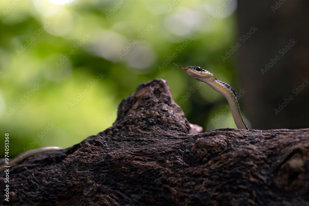 Bronzeback tree snake(Dendrelaphis formosus) on tree branch Stock Photo ...
