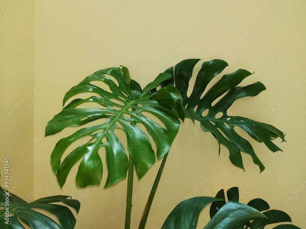Monstera deliciosa, also known as the Swiss Cheese Plant, is a popular ...