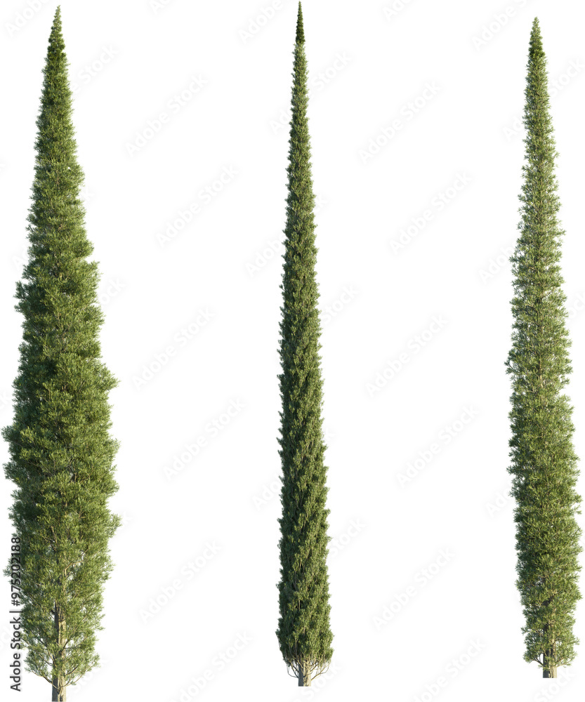 Cupressus sempervirens tree 4k png cutout isolate Stock Illustration ...