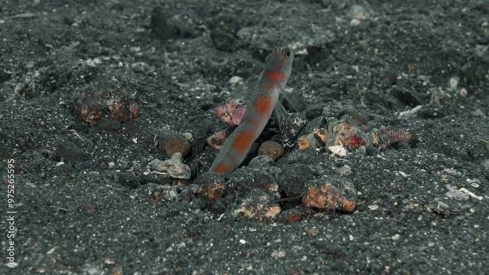 Flagtail Shrimpgoby (Amblyeleotris yanoi) 10 cm. ID: dorsal and anal ...