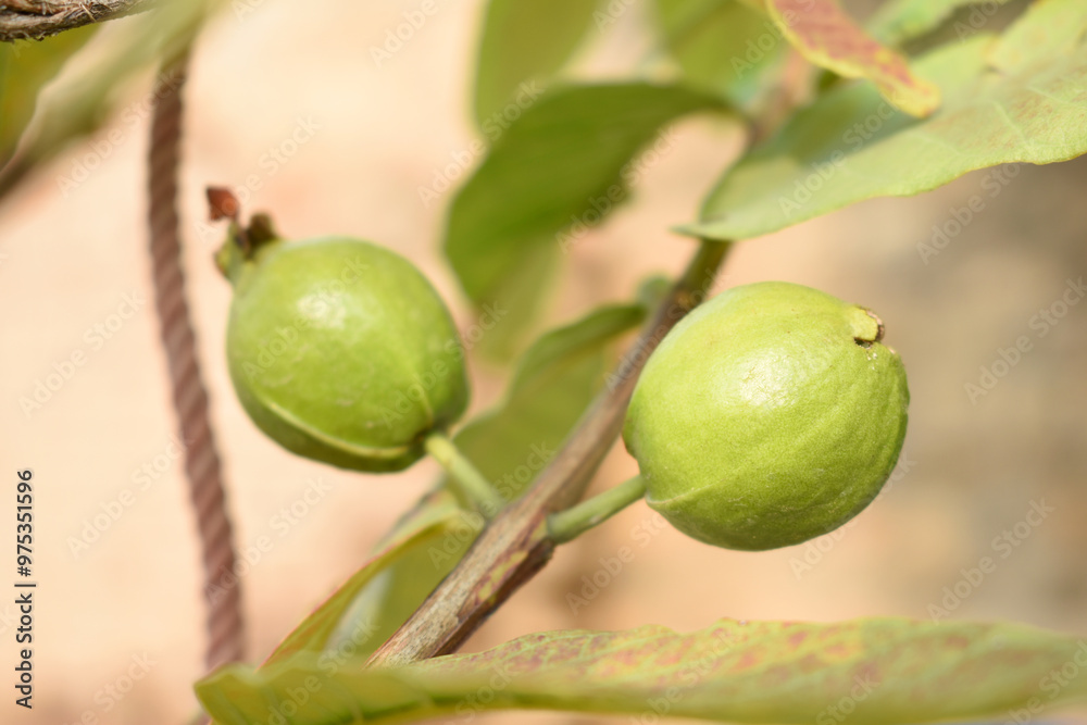 Guava fruit - Fresh guava fruit on a tree ready for harvest, close up guava fruit Stock Photo ...