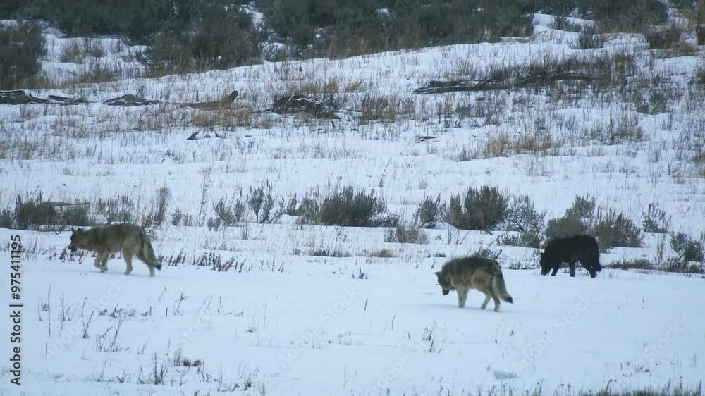 Wolves in Yellowstone National Park vídeo do Stock | Adobe Stock