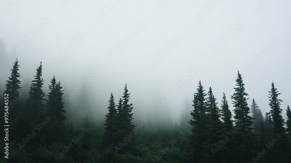 Grey Foggy Sky Filling the Scene with Small Fir Trees Below. This ...