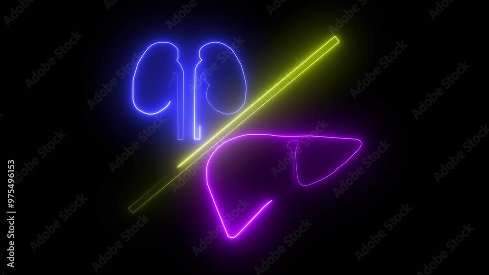 neon sign blue color kidney and purple color liver icon animation. 3d ...