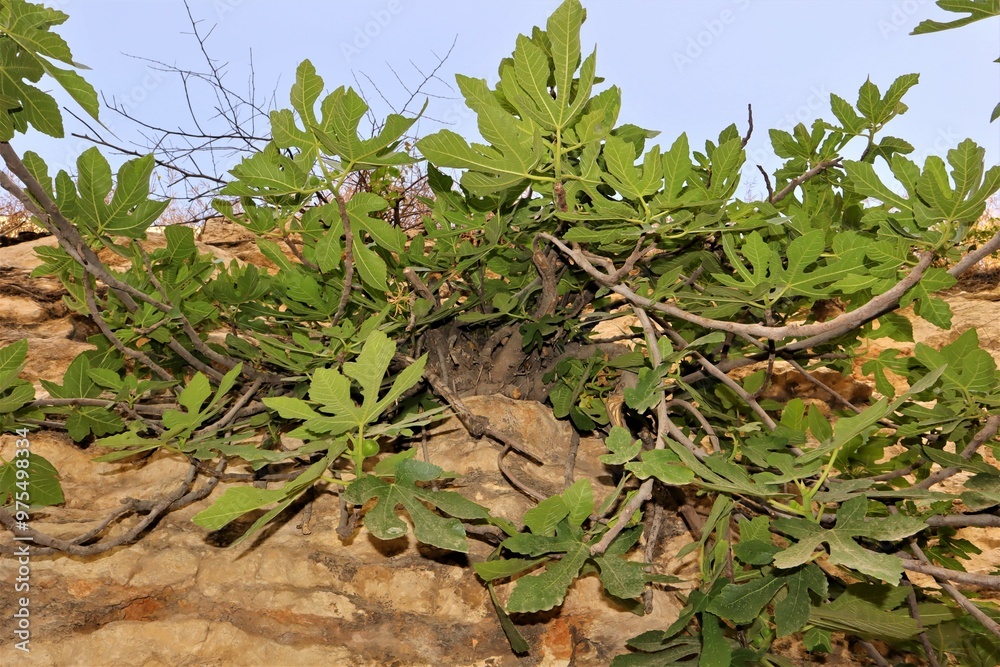 Wild fig trees grow with their roots in very hard rocks without the ...