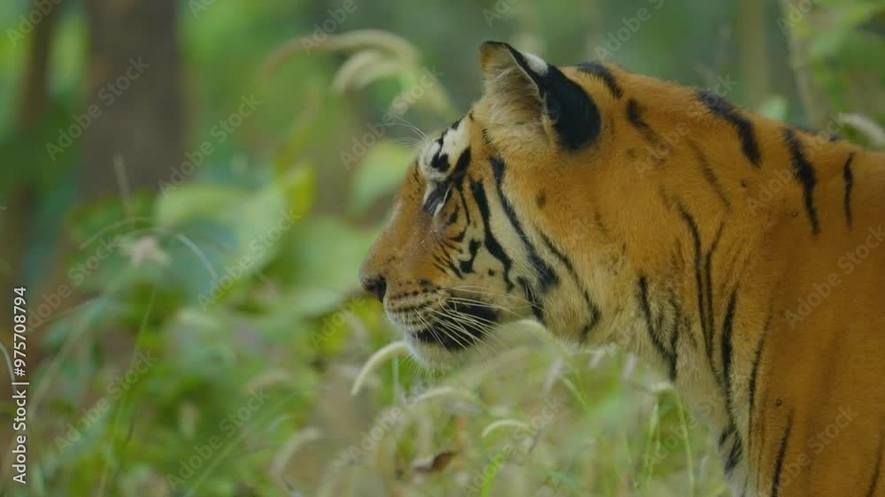 India is home to most of the world’s tigers, vital apex predators whose ...