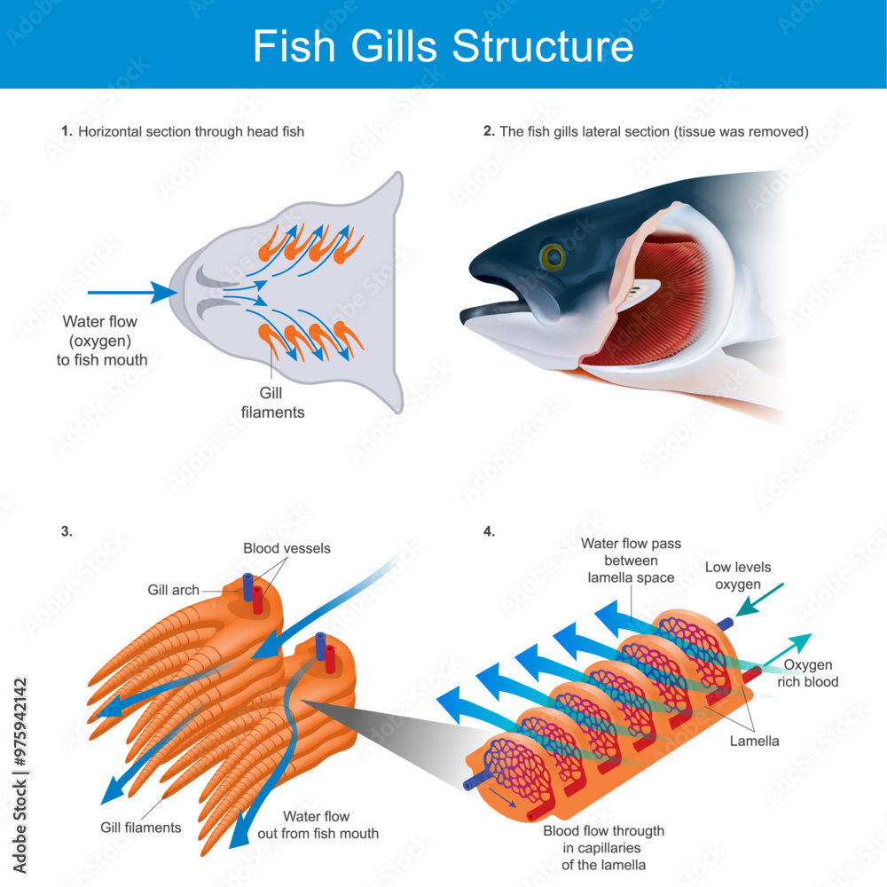 Fish Gills Structure. Fish gills are organs that allow fish to breathe ...