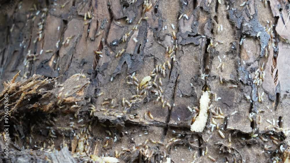 Coconut tree termite nest that was dismantled, showing nest structure ...
