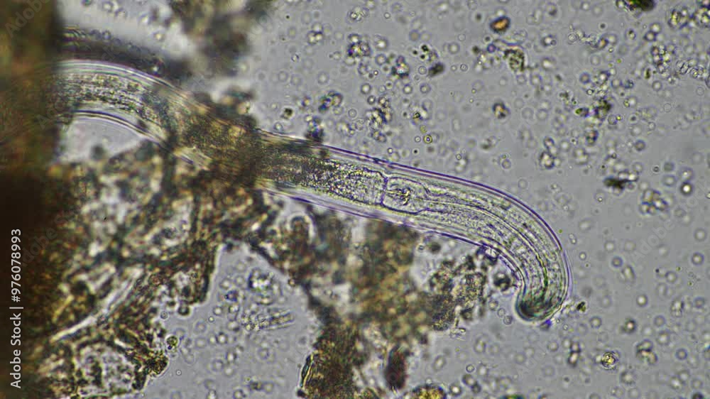microorganisms and soil biology, with nematodes and fungi under the ...
