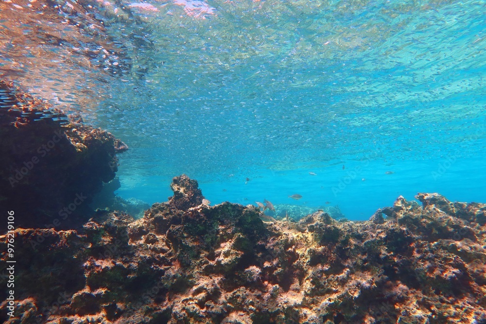 School of small swimming fish in the ocean. Sea surface with fish and ...