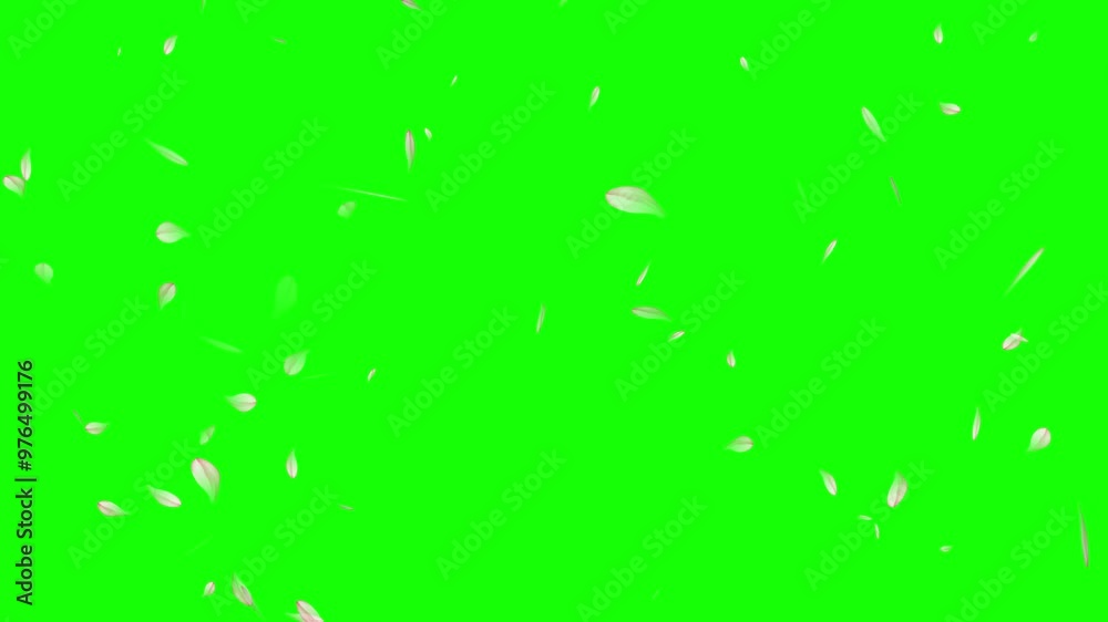 Falling Cherry Petals on Green Screen animation, Beautiful cherry ...