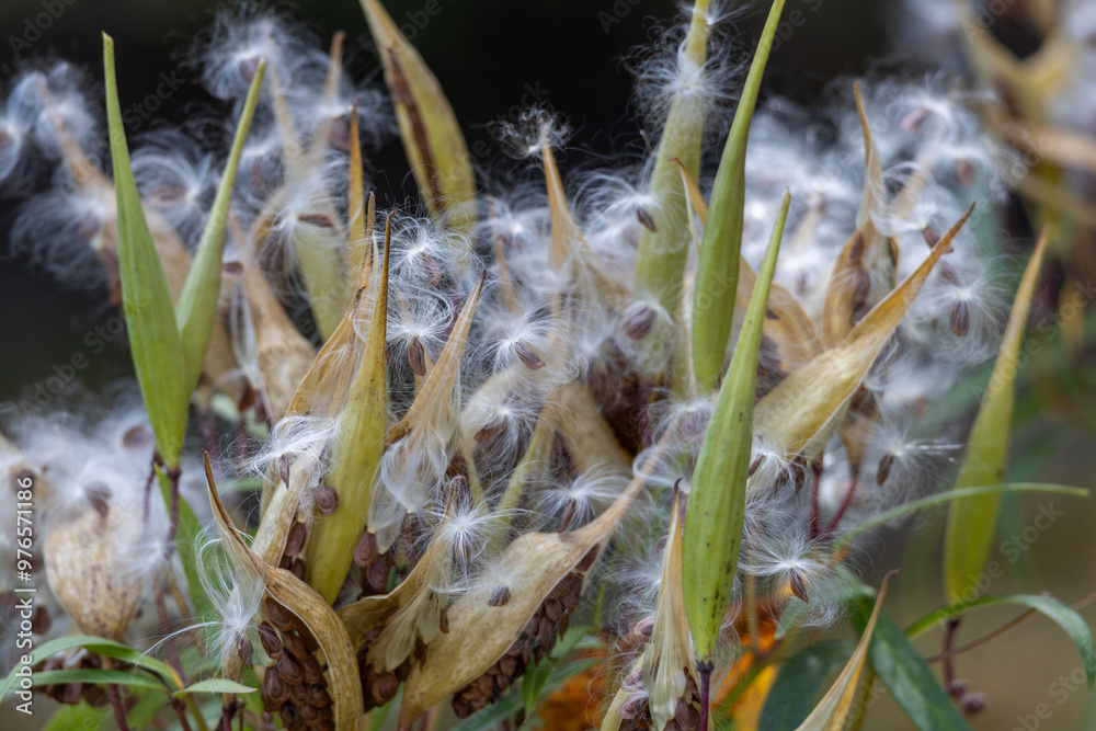 Defocused macro abstract of mature seed pods on a swamp milkweed plant ...