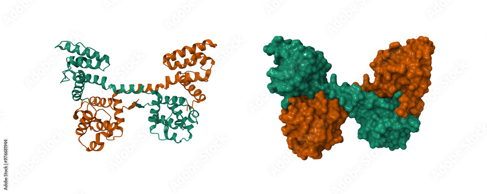 N Terminal Actin Binding Domain Of Human Dystrophin 3d Cartoon And