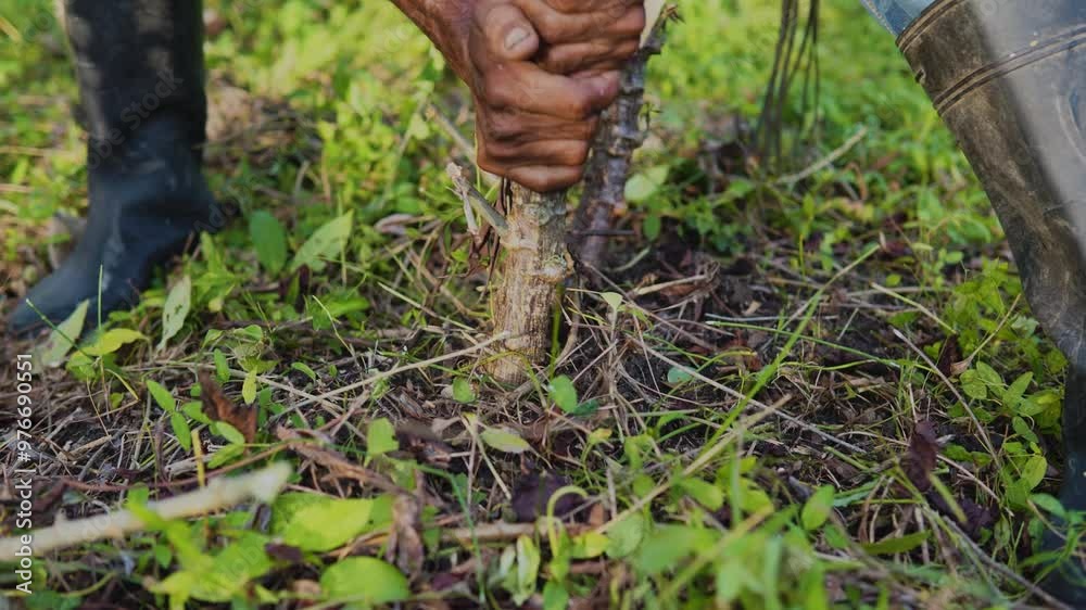 Campesino o trabajador del campo de la costa colombiana, cultivador de ... Campesino o trabajador del campo de la costa colombiana, cultivador de ...