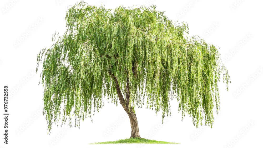 Willow tree with drooping branches isolated on transparent background ...