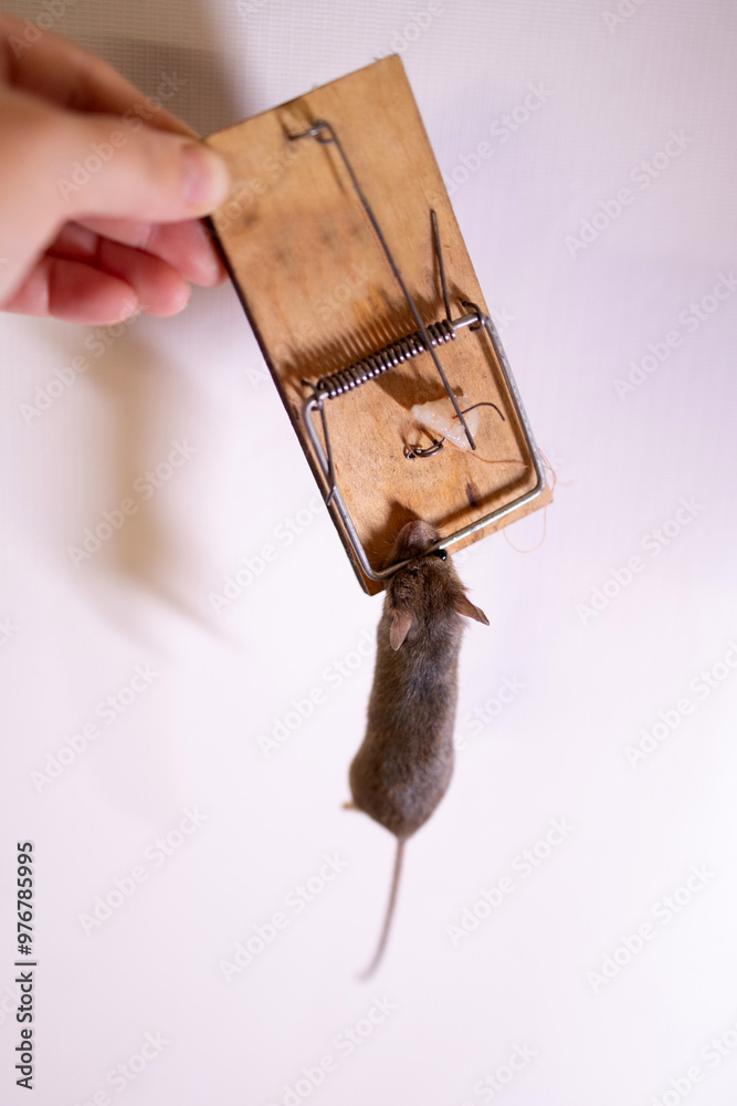 An individual is gripping a mouse that is caught within a traditional ...