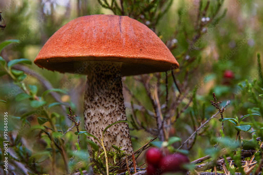 Closeup of orange capped boletus with orange cap, textured stem and ...