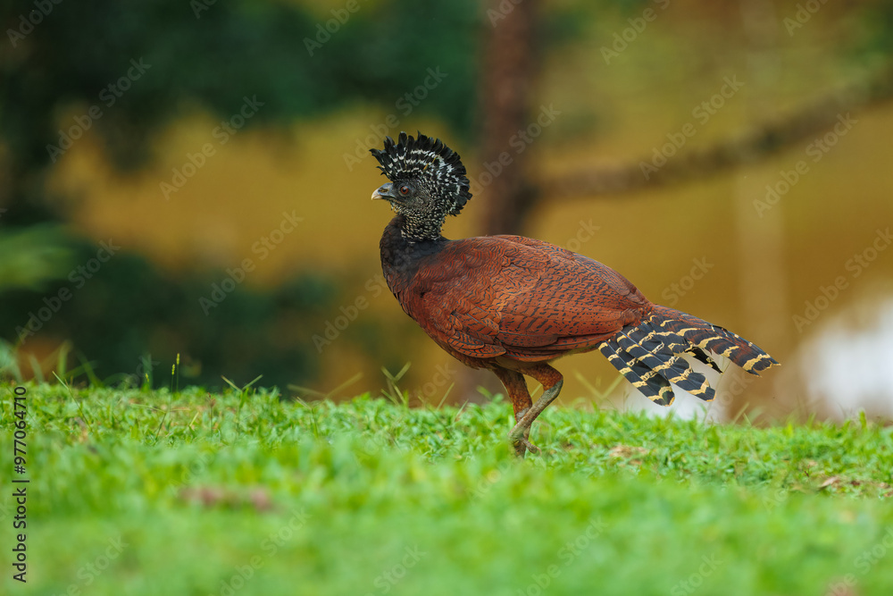 Great Curassow - Crax rubra large, pheasant-like great bird from the ...
