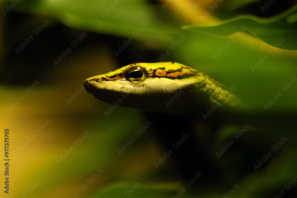 The savanna vine snake or southern vine snake (Thelotornis capensis), a ...