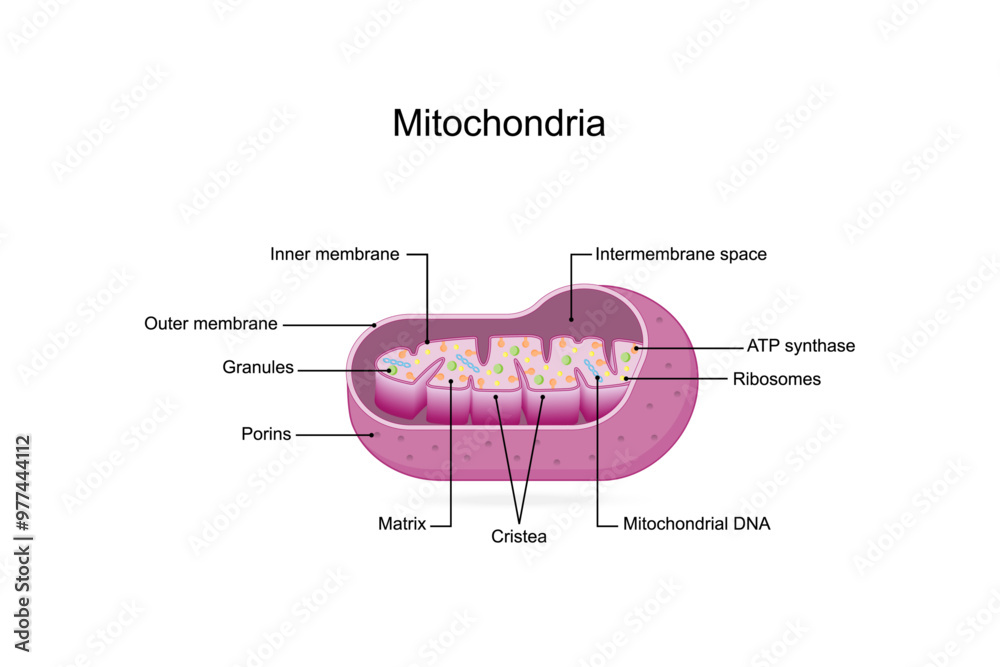 Mitochondria structure. Anatomy of mitochondrion. ATP synthase, Cristae ...