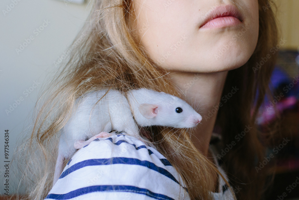 A close-up of a small rat sitting on a young girl's shoulder, with only ...