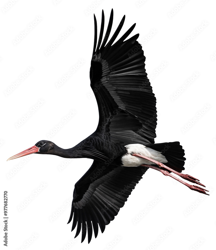 Black Stork in Flight with Spread Wings Isolated on Transparent ...