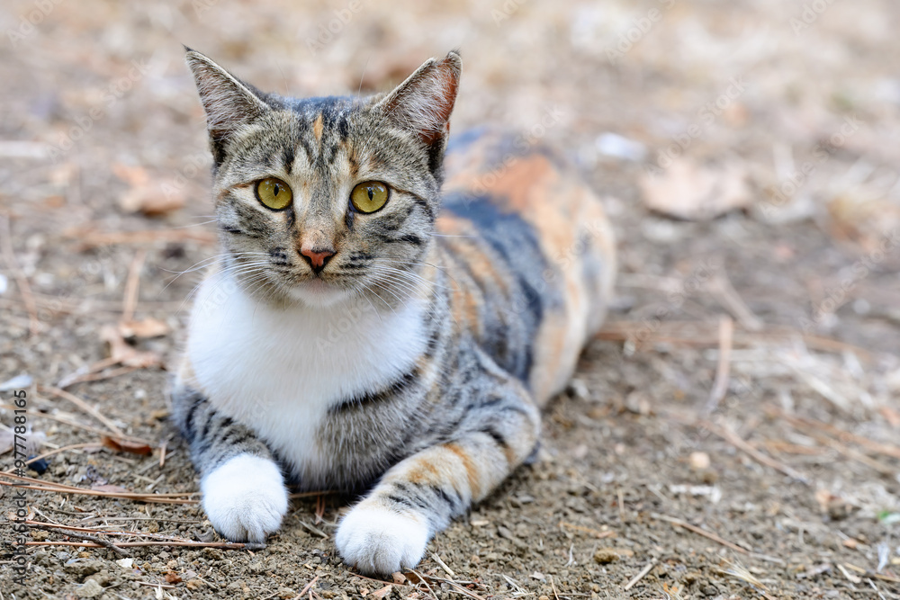 A detailed close-up of a calico cat lying on the ground outdoors, with ...