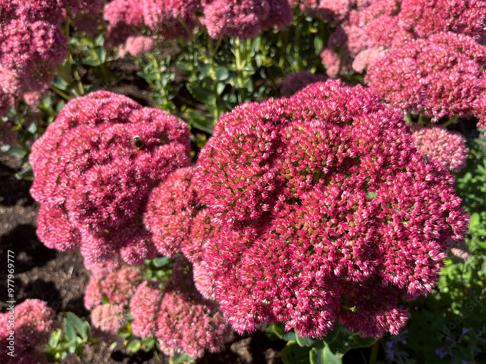 LLAMATIVAS FLORES DE COLOR ROSA. FLORES COMPUESTAS. NATURAL. LUZ DIURNA ...