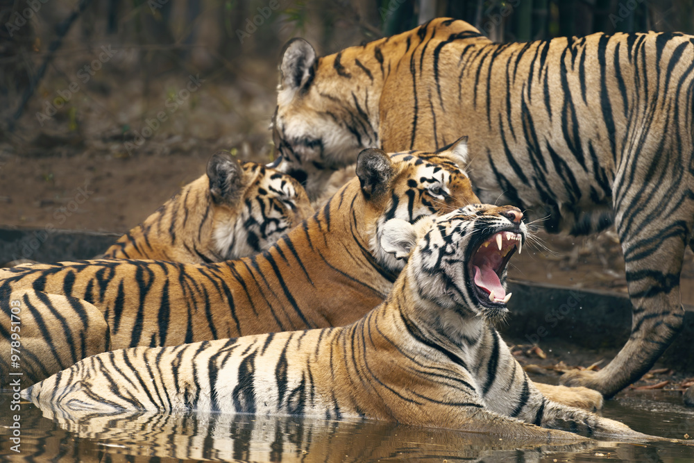 Royal Bengal tiger family with tigress and her three sub-adult cubs ...