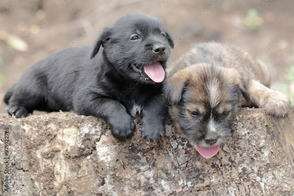 Two cute puppies are resting on a dry tree trunk. Mammals that are ...