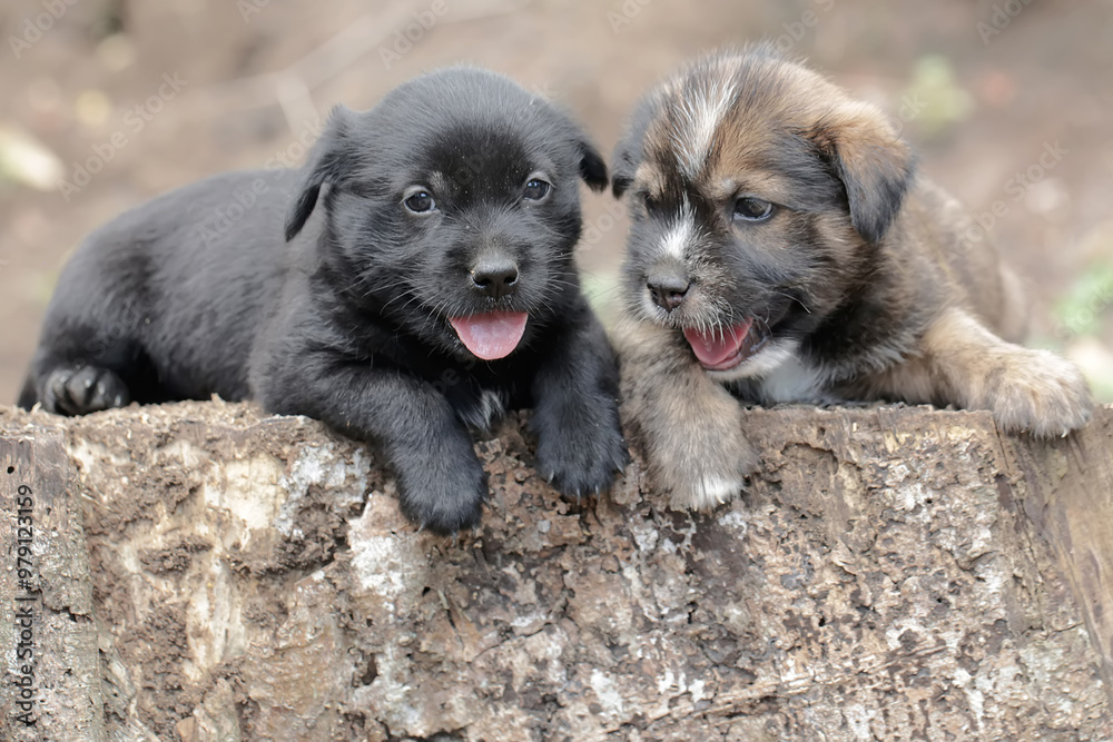 Two cute puppies are resting on a dry tree trunk. Mammals that are ...